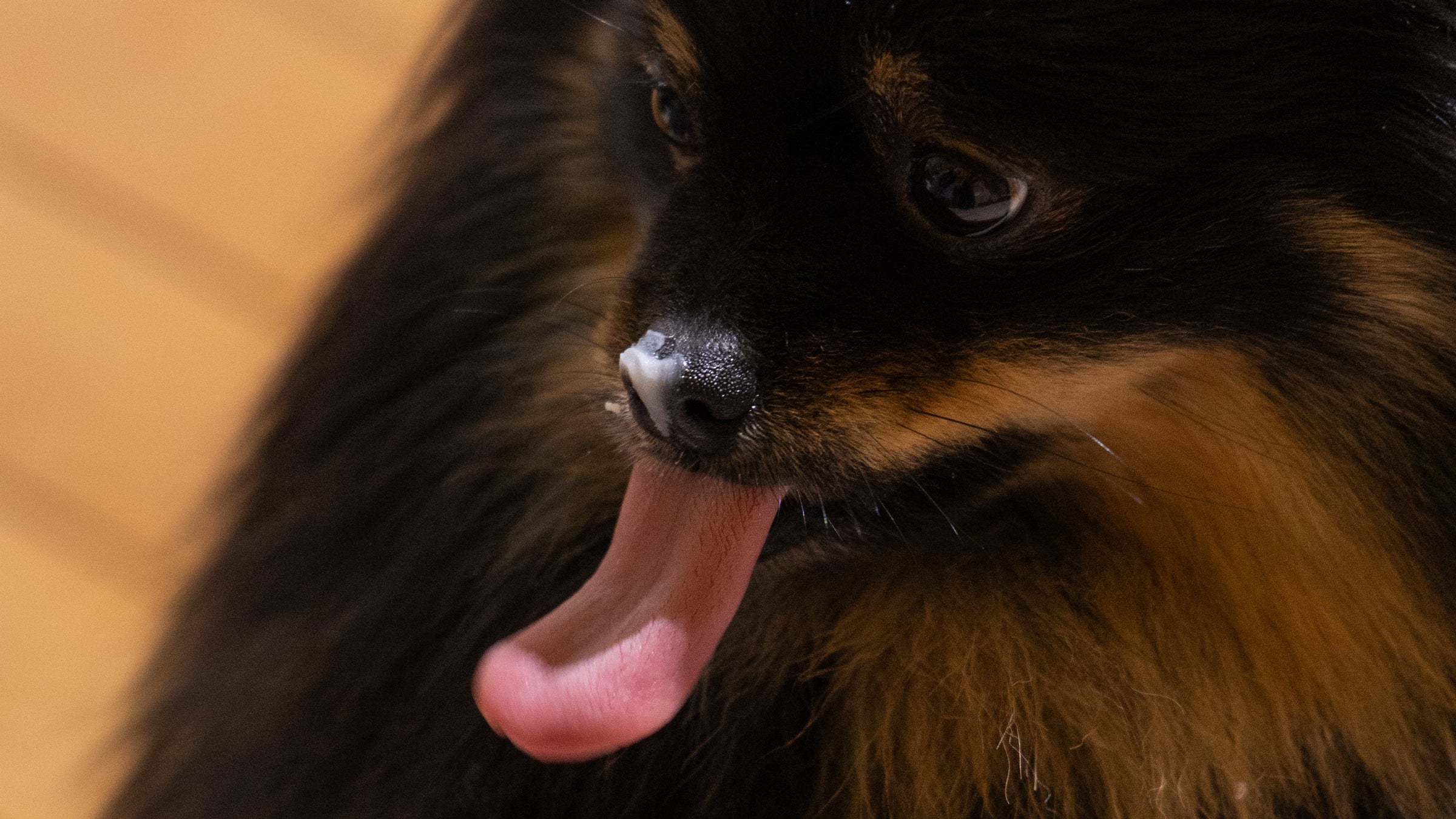 Fur Love: Soins Cosmétiques Naturels pour Chiens Cliniquement Testés